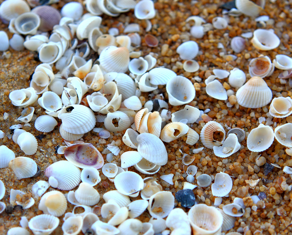 Schelpen als biobased bouwmateriaal